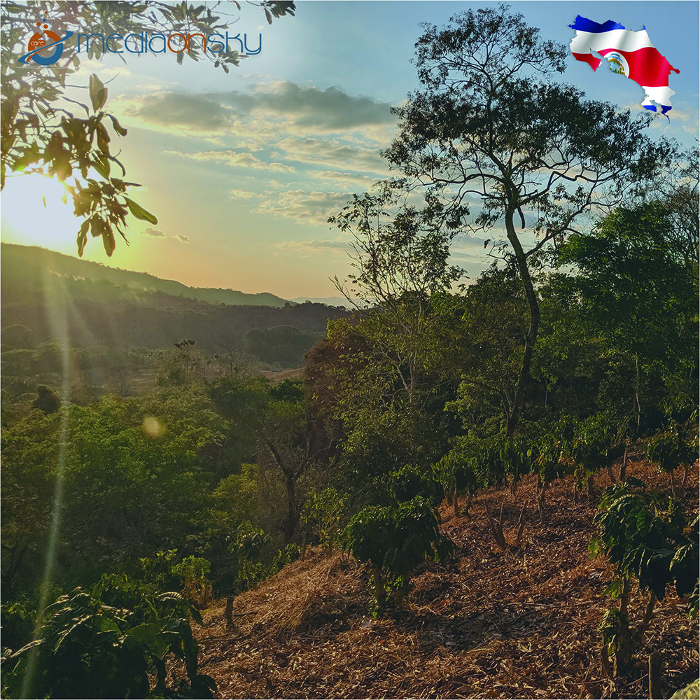 Buy Special Cafe Diria Black Honey Roasted Whole Coffee Beans - 100% ...