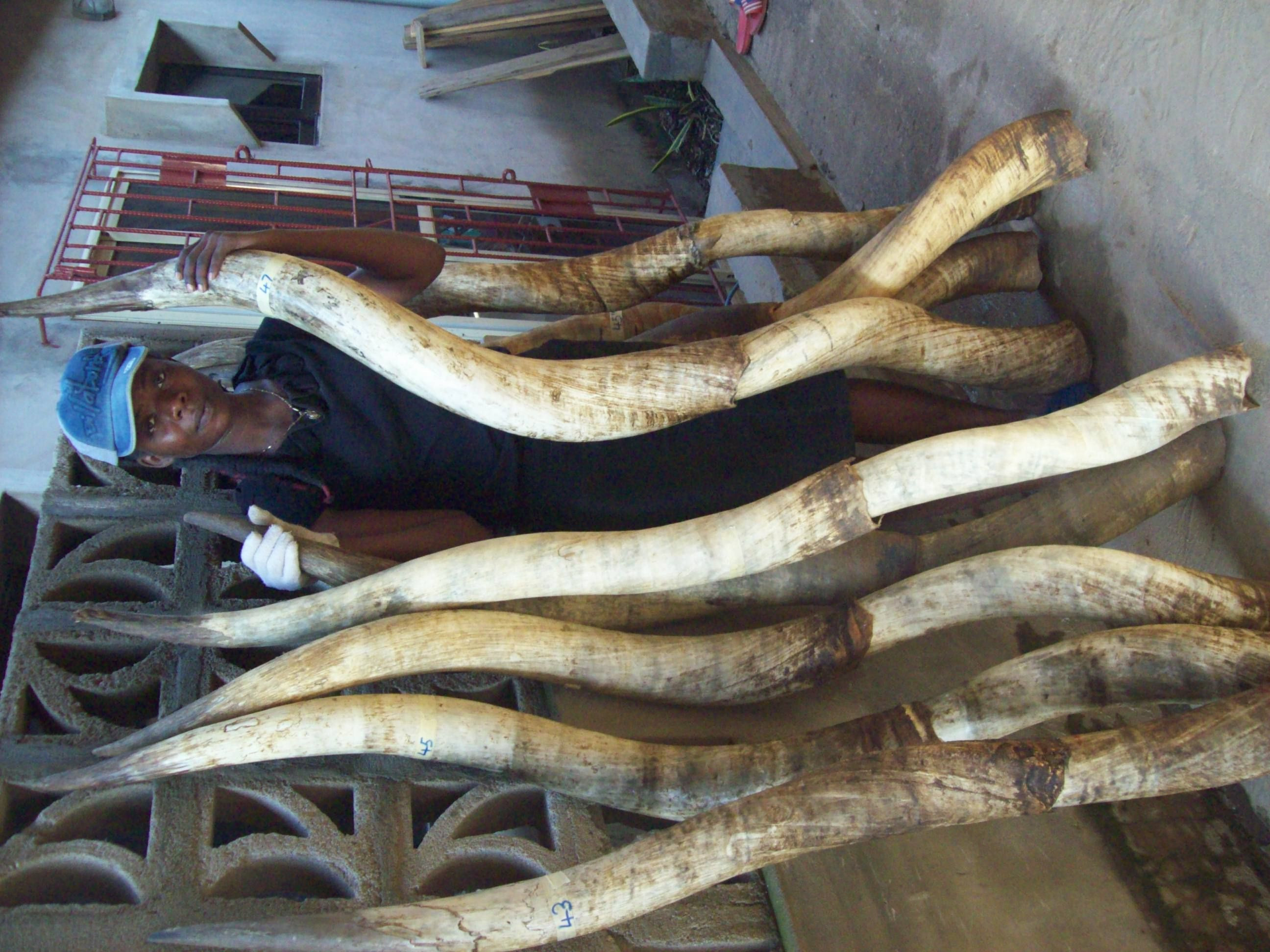 Buy Dry Cow Horn from Basic Agro Tech Nig Ltd, Nigeria | Tradewheel.com