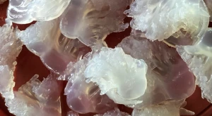 Buy Flower Jellyfish from Friends International, Pakistan | Tradewheel.com