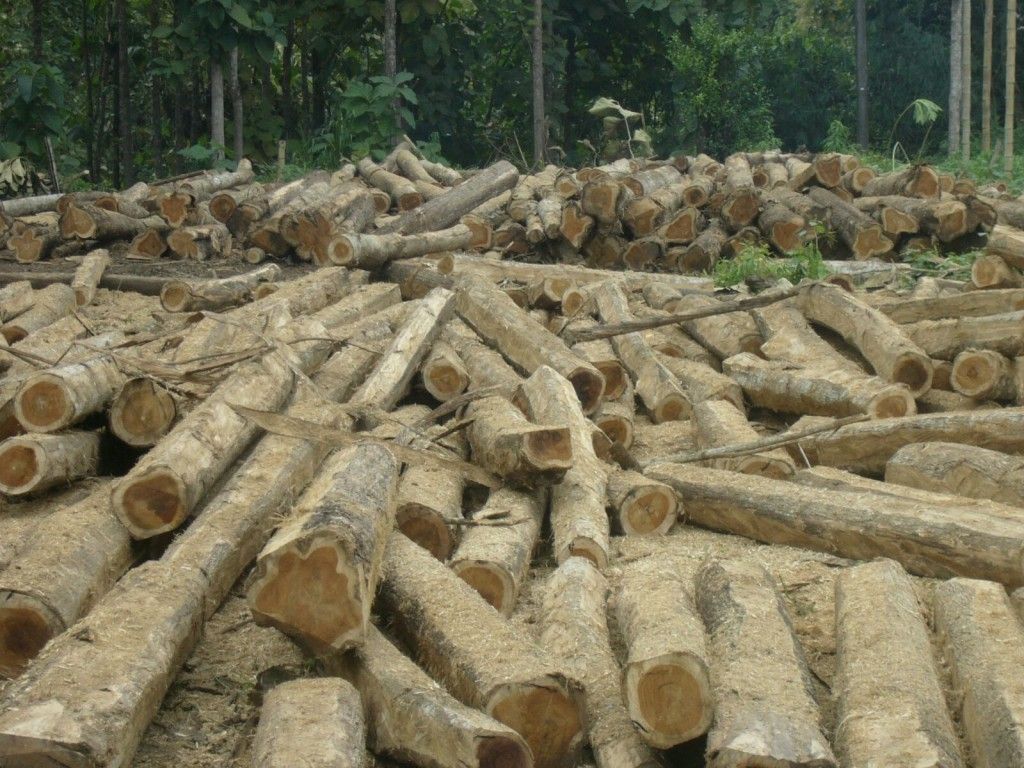 Buy Teak Wood Logs / Tali Wood Logs / Sawn Wood from Venture West ...
