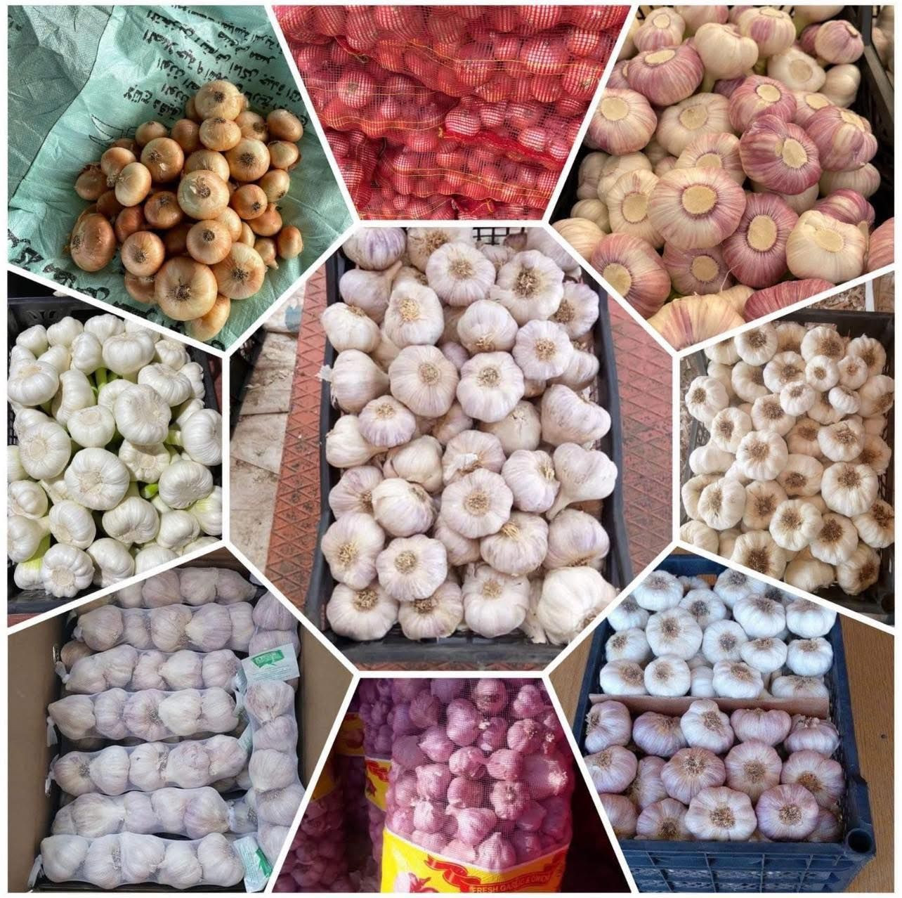 Buy Fresh Egyptian Garlic – High Quality from Organic Import & Export ...