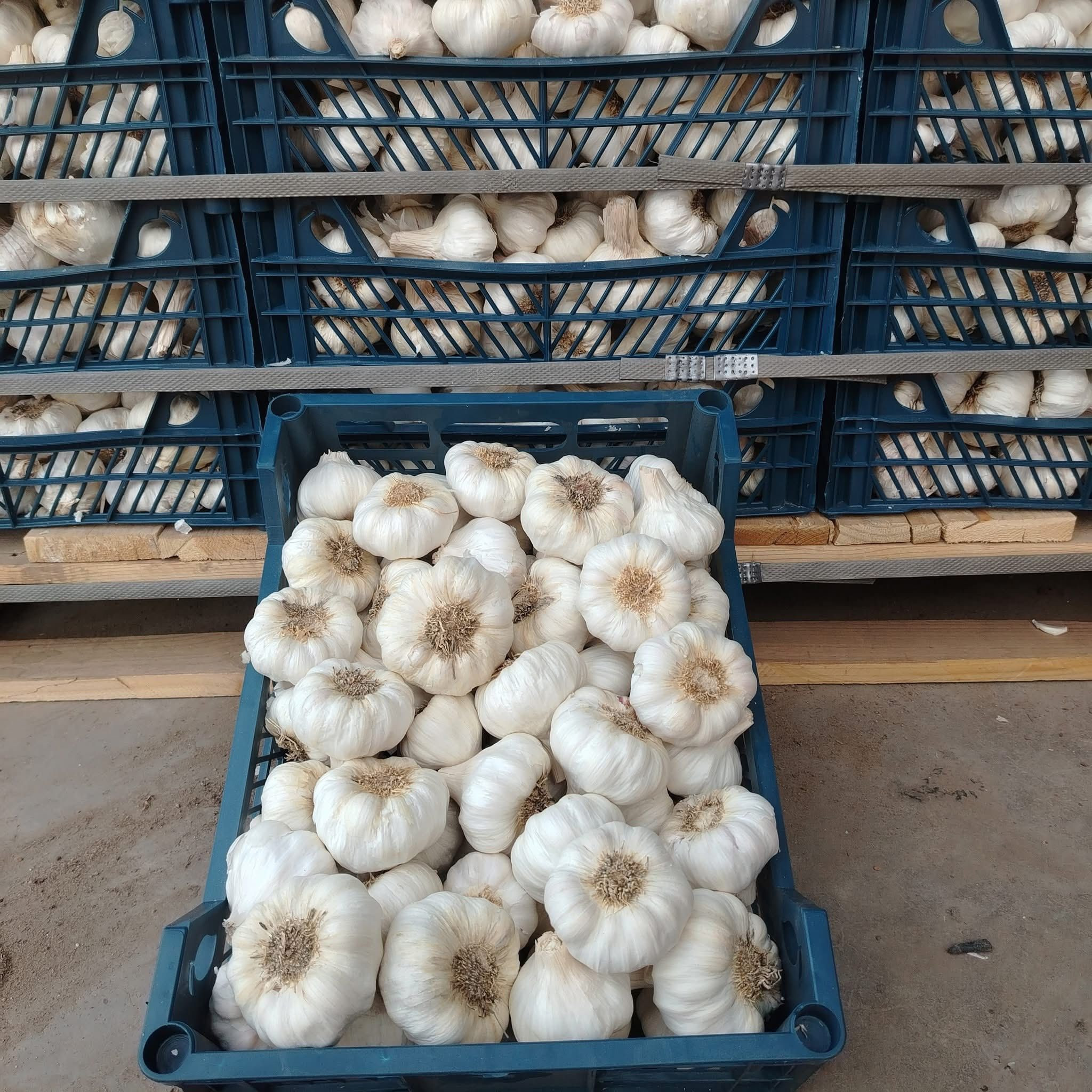 Buy Fresh Egyptian Garlic – High Quality from Organic Import & Export ...