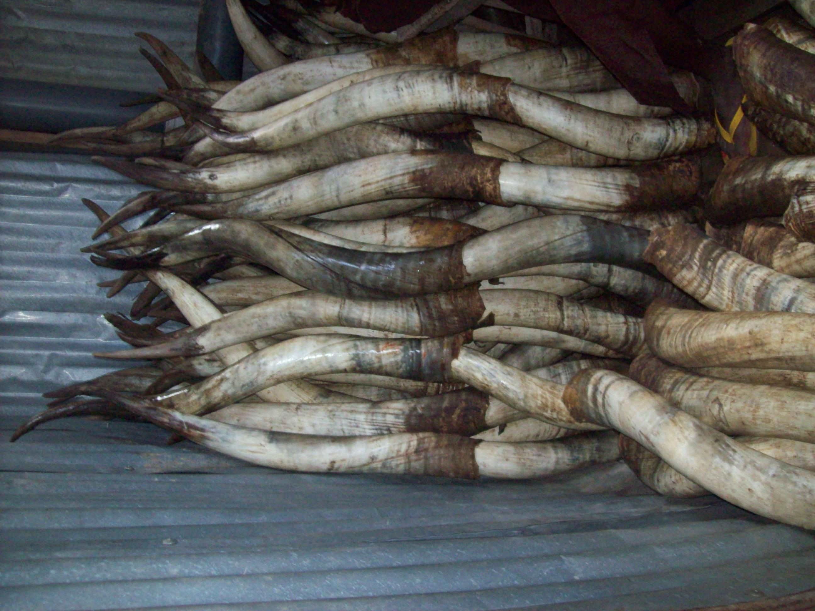 Buy Dry Cow Horn from Basic Agro Tech Nig Ltd, Nigeria | Tradewheel.com