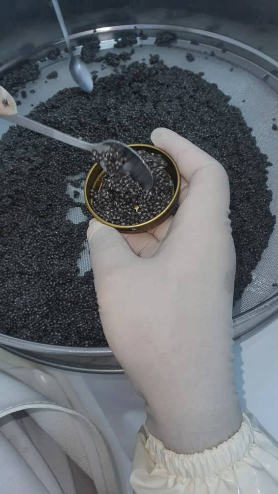 Buy Iranian Caviar from Behrab Marketing Group, Iran | Tradewheel.com