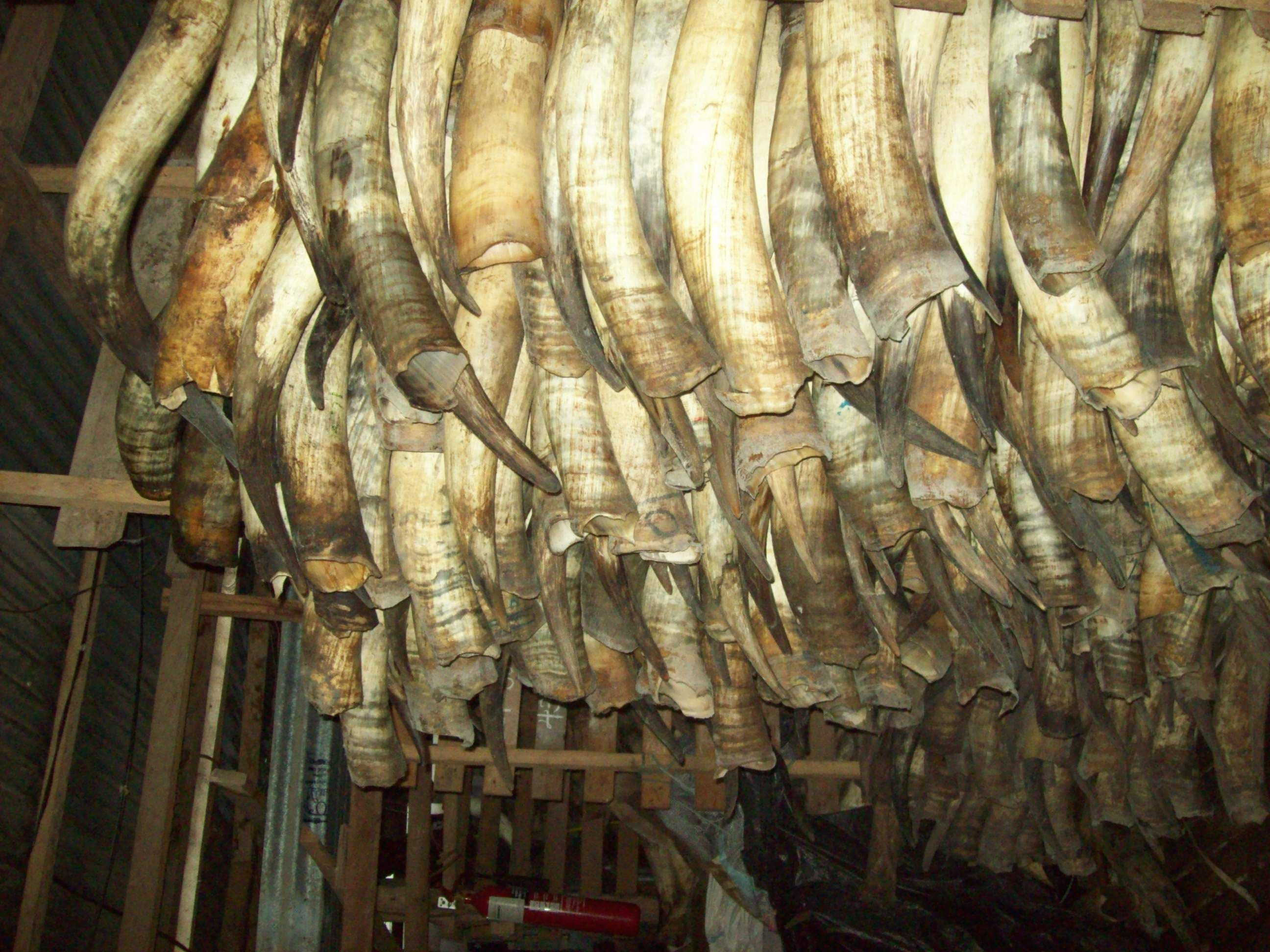Buy Dry Cow Horn from Basic Agro Tech Nig Ltd, Nigeria | Tradewheel.com