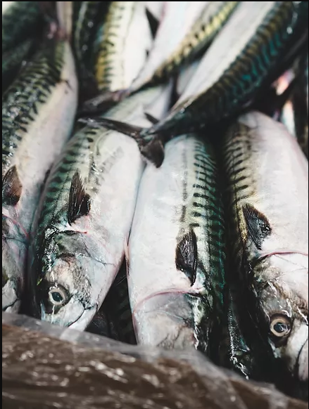 Buy Atlantic Mackerel from I N S Seafood inc, Canada | Tradewheel.com