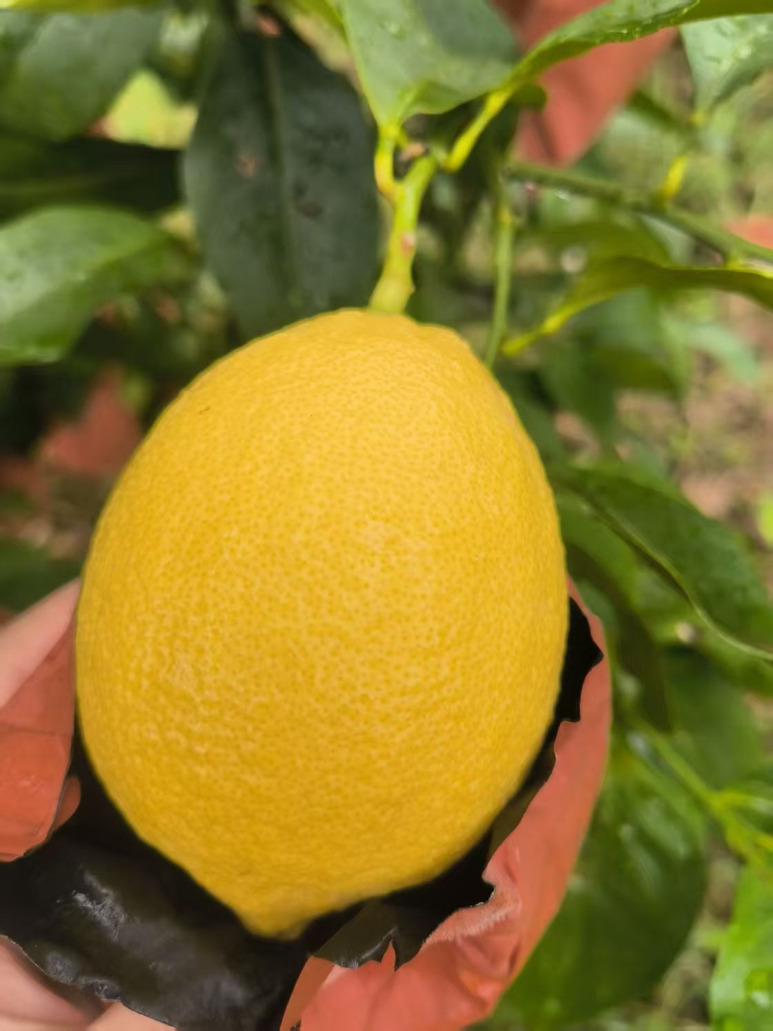 Buy Fresh Citrus Lemon from Li'an Chengyuan (Sichuan) Trading Co., Ltd ...