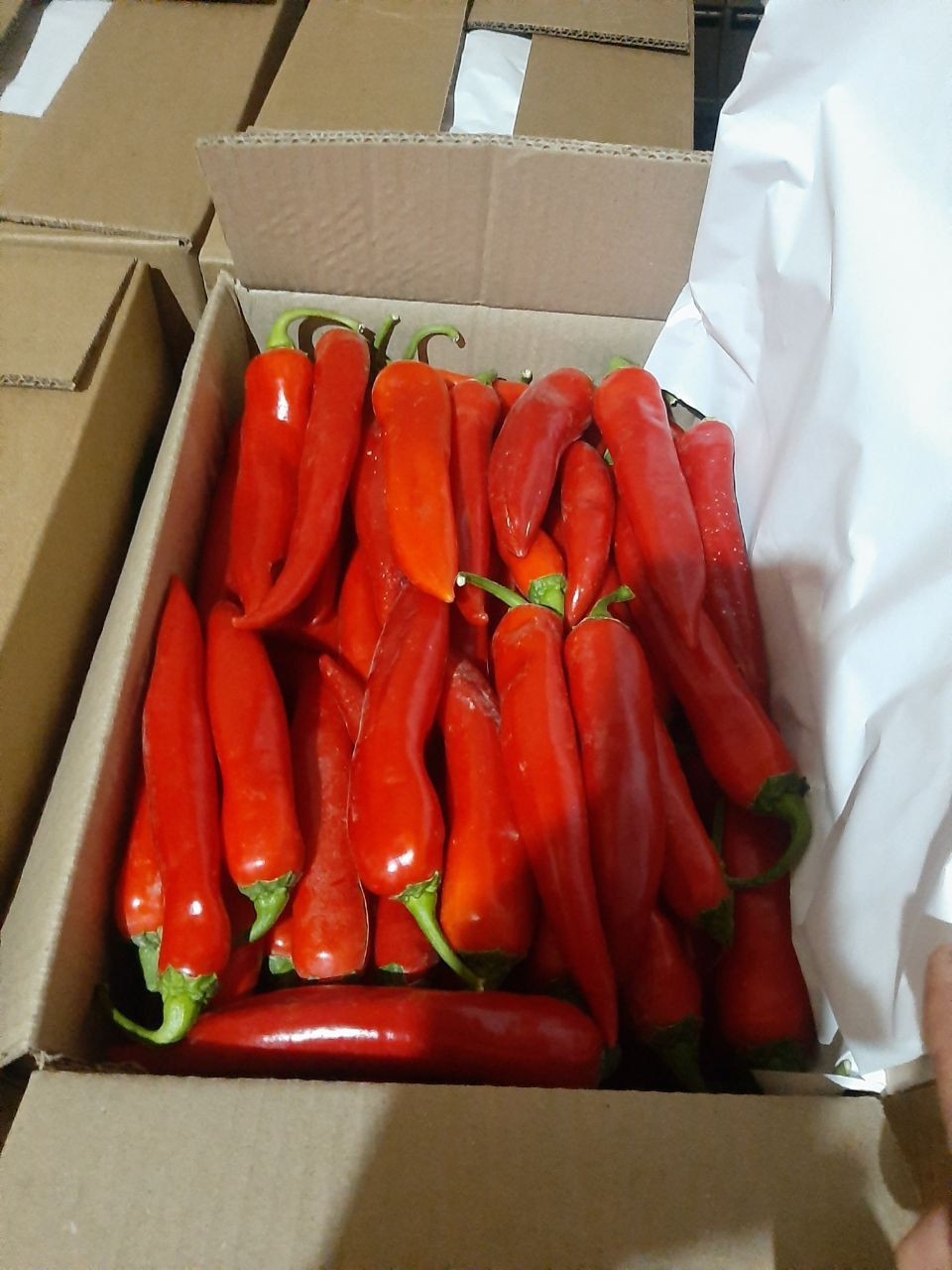 Buy Red Chilli Red Chillies from world import export onion, Uzbekistan ...