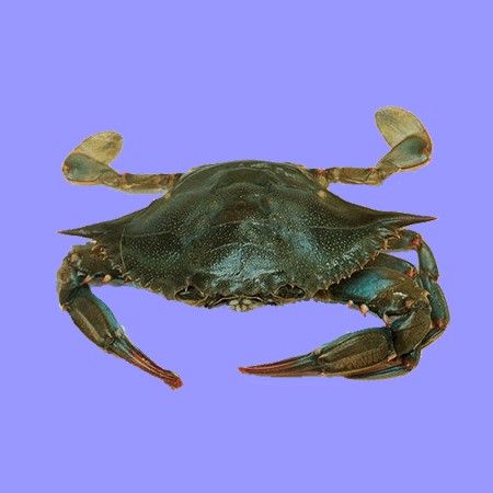 Buy Soft Shell Mud Crab from Ahasan Trading Engineering & Construction ...