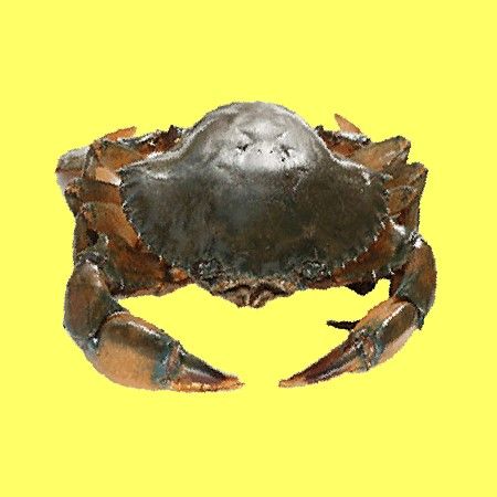 Buy Soft Shell Mud Crab from Ahasan Trading Engineering & Construction ...