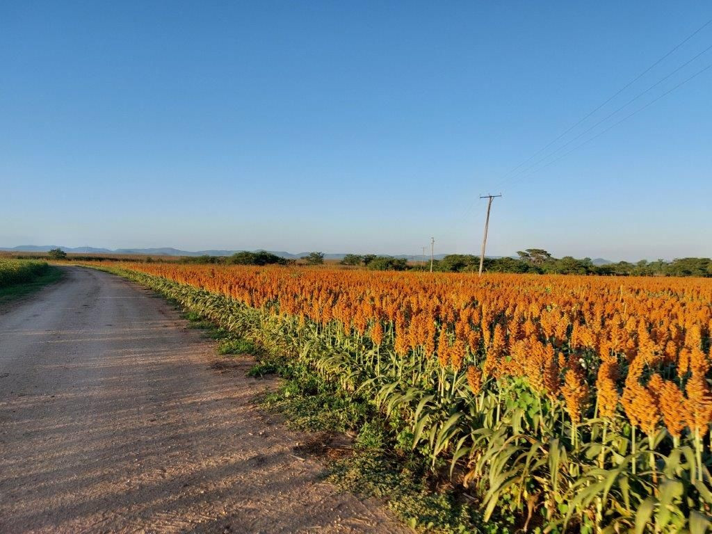 Buy Sorghum from Munali Coffee, Zambia | Tradewheel.com