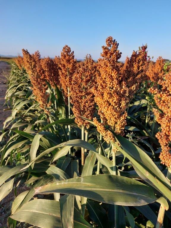 Buy Sorghum from Munali Coffee, Zambia | Tradewheel.com