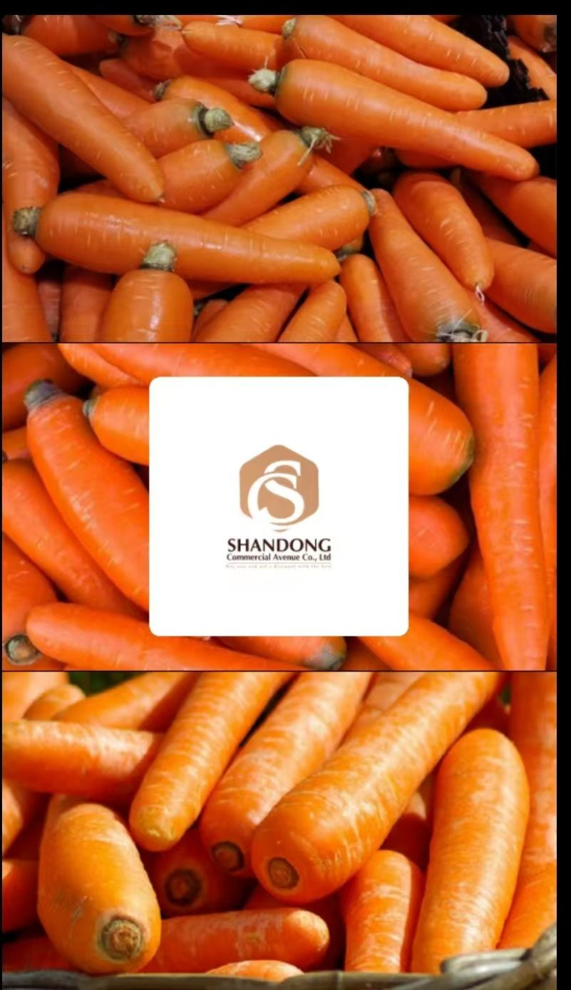 Buy High End Export Quality Fresh Carrots from Shandong Commercial ...