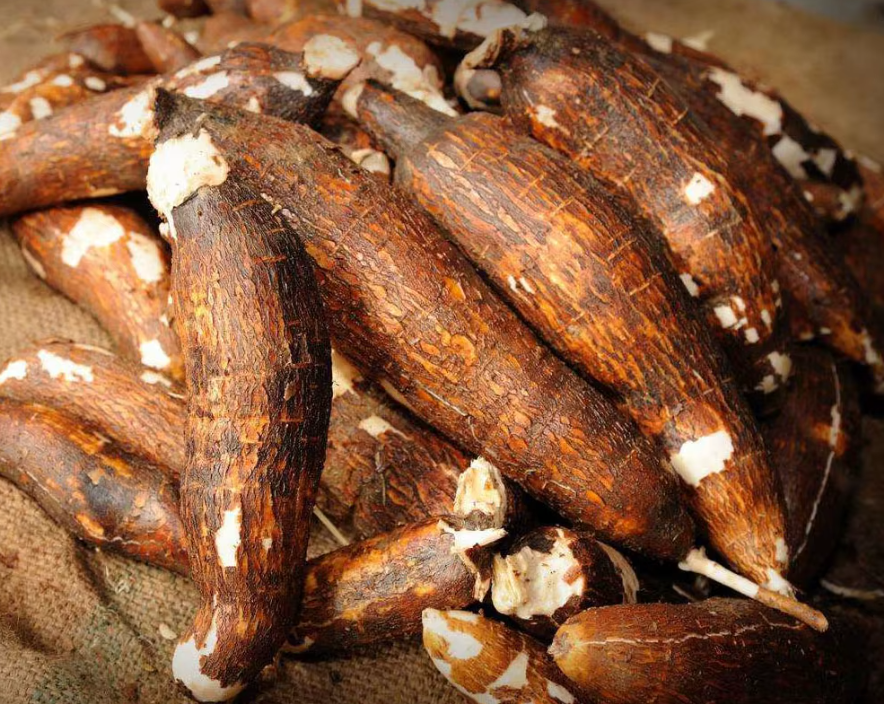 Buy High Quality Fresh Cassava from Landove International Exports (Pty ...