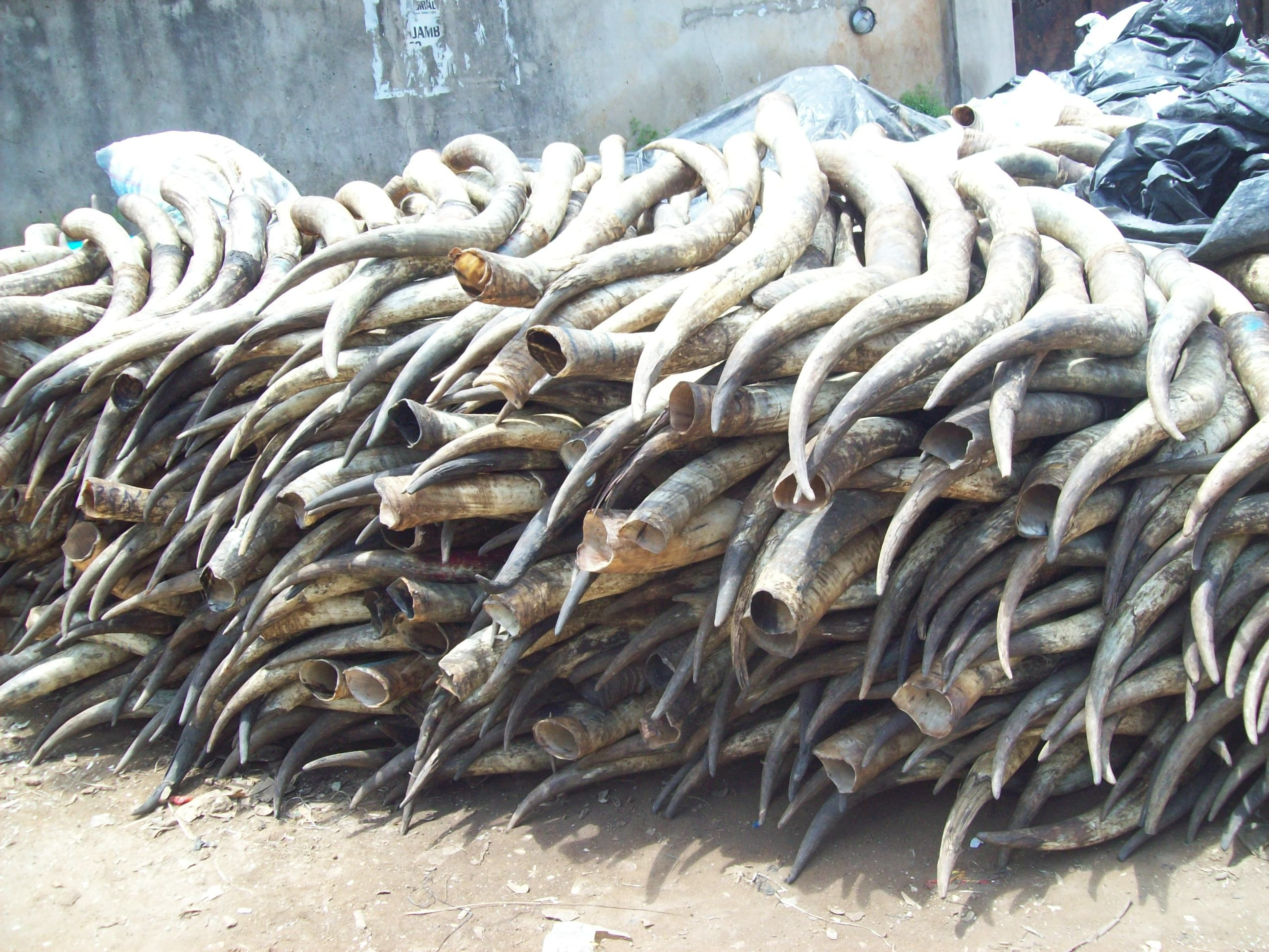 Buy Dry Cow Horn from Basic Agro Tech Nig Ltd, Nigeria | Tradewheel.com