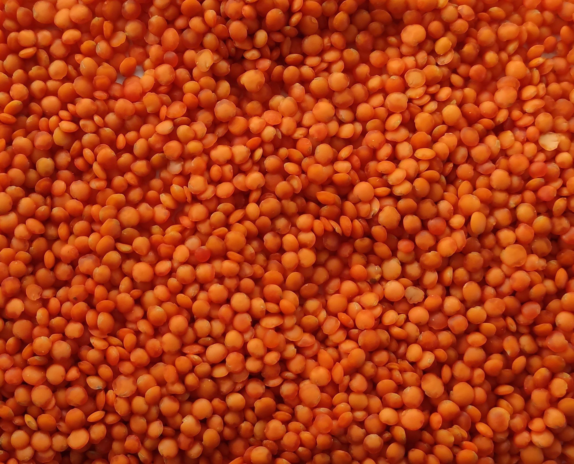 Buy Red Lentils/ Canada Red Lentils / Red Split And Football Red Type ...
