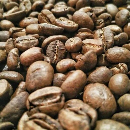 Buy Wild Luwak Coffee Arabica from Tropical Trade, Sweden | Tradewheel.com