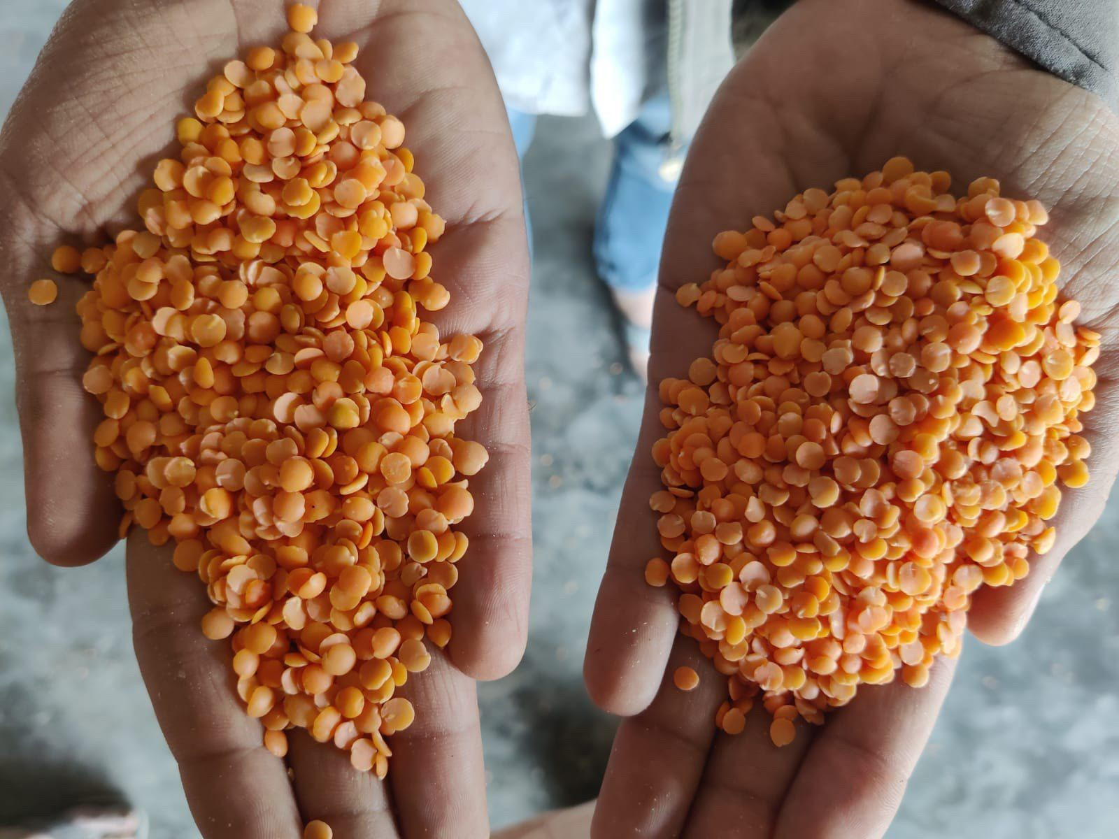 Buy Red Lentils/ Canada Red Lentils / Red Split And Football Red Type ...