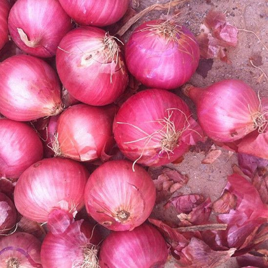 Buy Big Red Onion Exporters Offer Fresh Yellow Onion Round Pattern ...