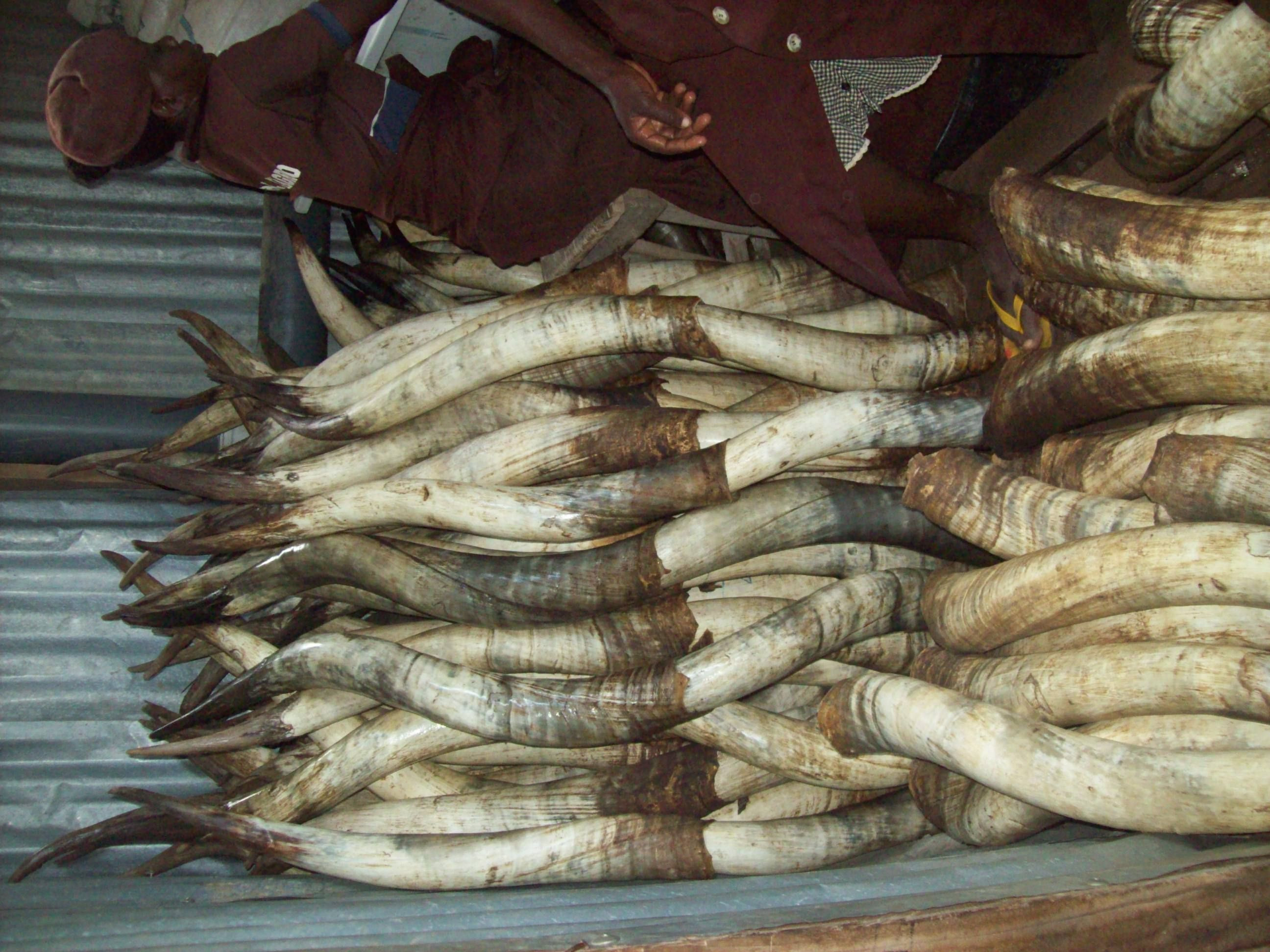 Buy Dry Cow Horn from Basic Agro Tech Nig Ltd, Nigeria | Tradewheel.com