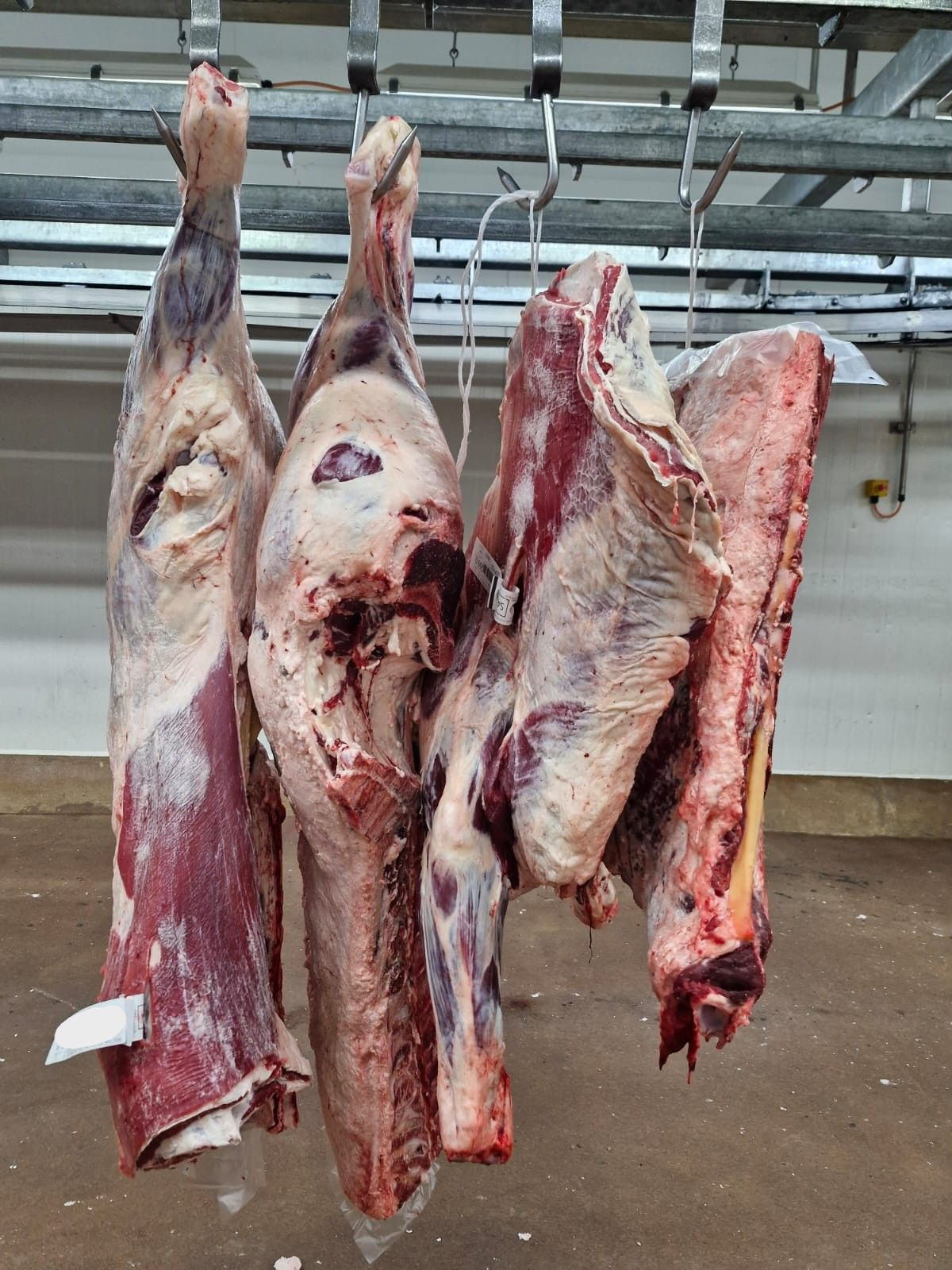 Buy Beef Quarters (forequarter & Hindquarter) from EM Global Foods Pty ...