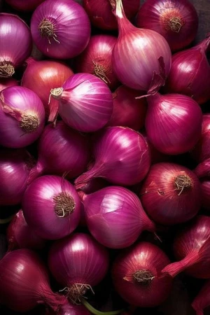 Buy Fresh Red Onions from Anthedon Company, United Arab Emirates ...