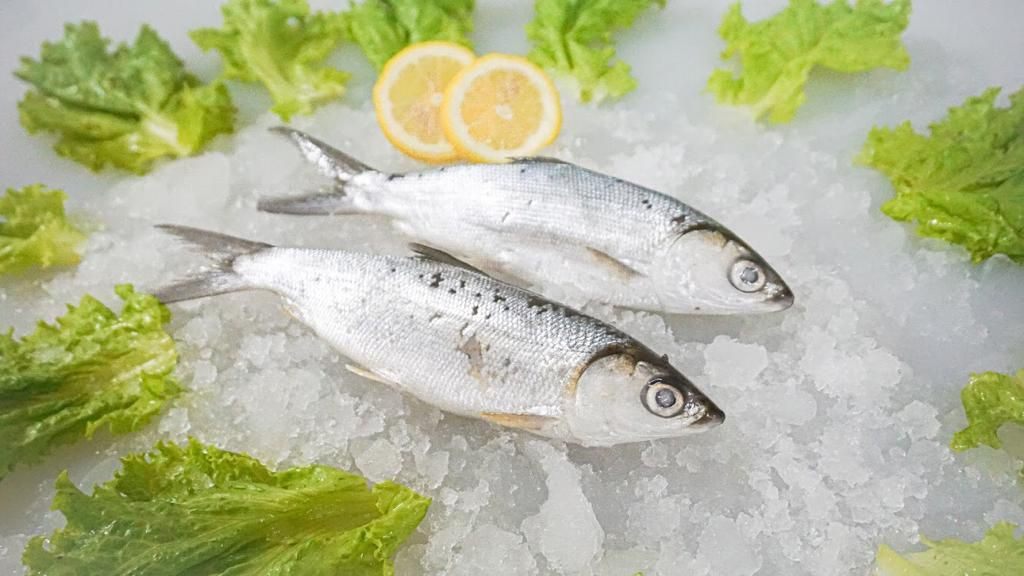 Buy Milkfish from PT Agromina Wicaksana, Indonesia | Tradewheel.com