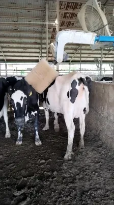 Buy Cattle Brush With Electric Automatic Induction For Dairy Cow Body ...