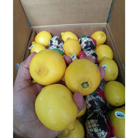 Buy Egypt Fresh Lemon Fresh Lime Fruit Seedless Lime from Garlico For ...