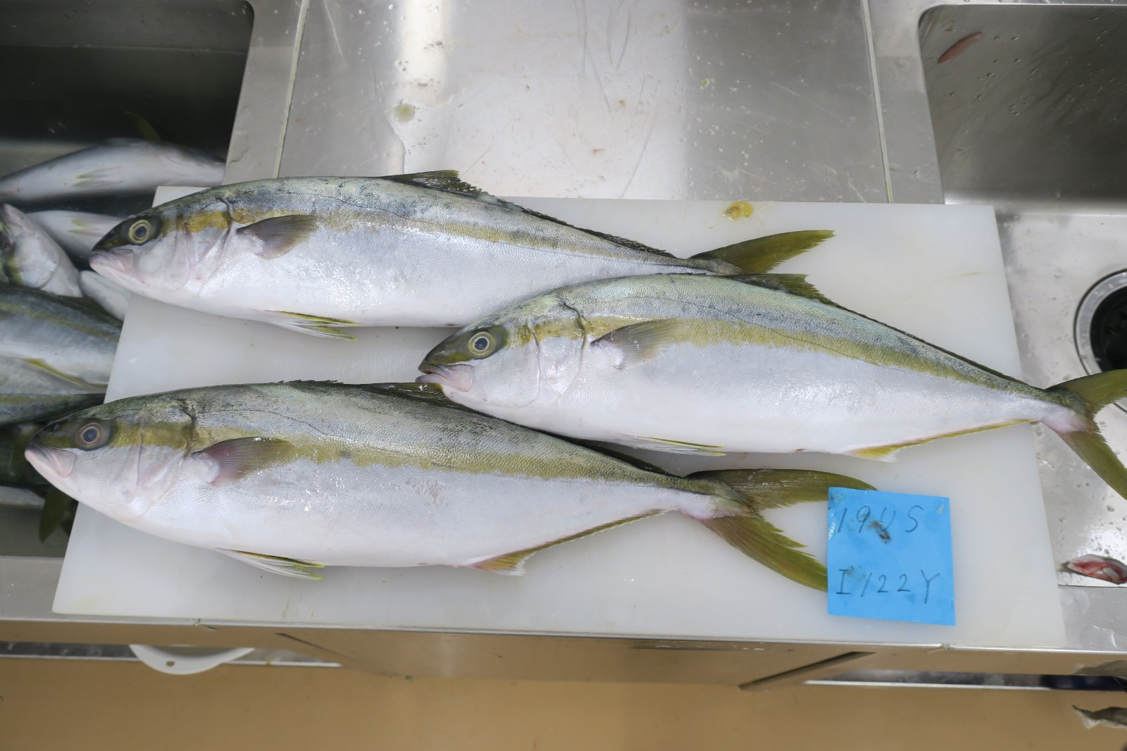 Buy Frozen Yellowtail Wr 1000-2000g (origin Japan) from Daisui Co.,LTD ...