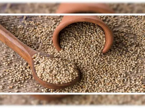 Buy Millet For Food Cattle Feed High In Protein Protein-rich Organic ...