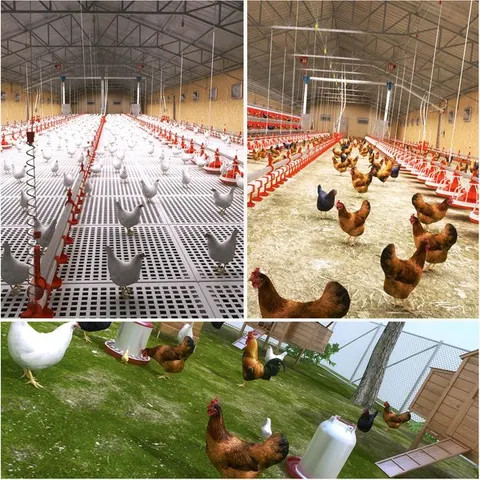 Buy Poultry Plastic Slats Floor For Farming Broiler Chicken House from ...