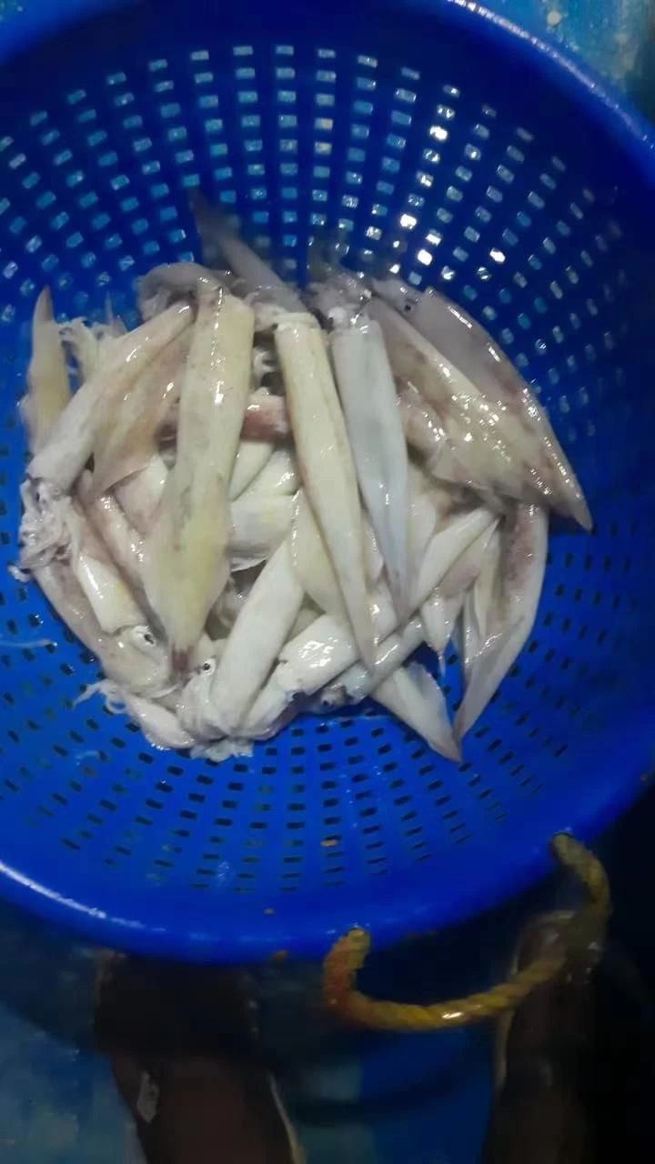 Buy Needle Squid from Penglai Anyang Food Co.,Ltd, China | Tradewheel.com