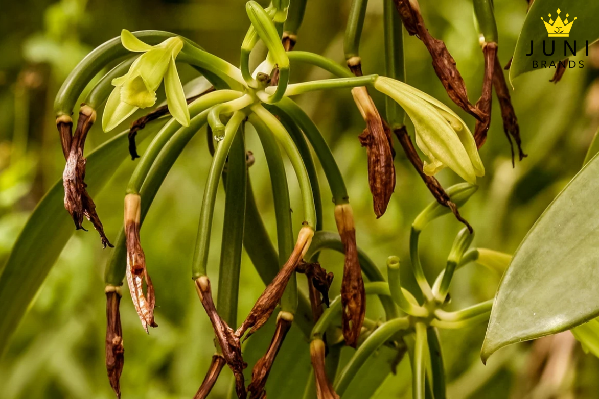 Buy Brown Vanilla - Cuts from JUNI BRANDS, France | Tradewheel.com