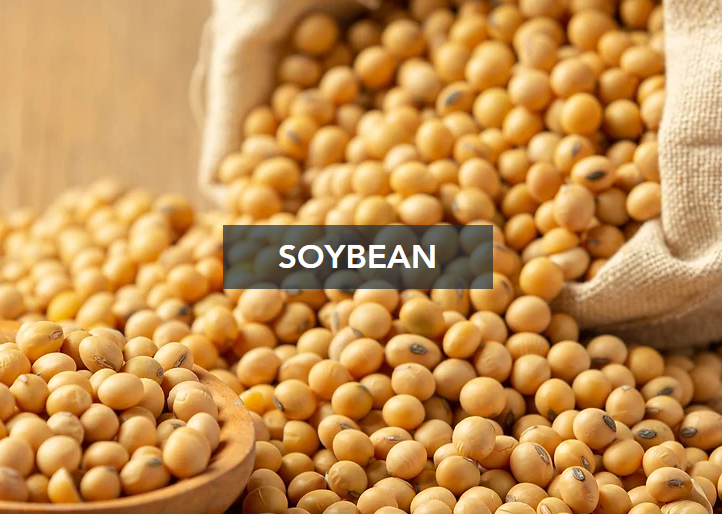 Buy Soybean Gmo And Non-gmo from Viands Commodities, Brazil ...