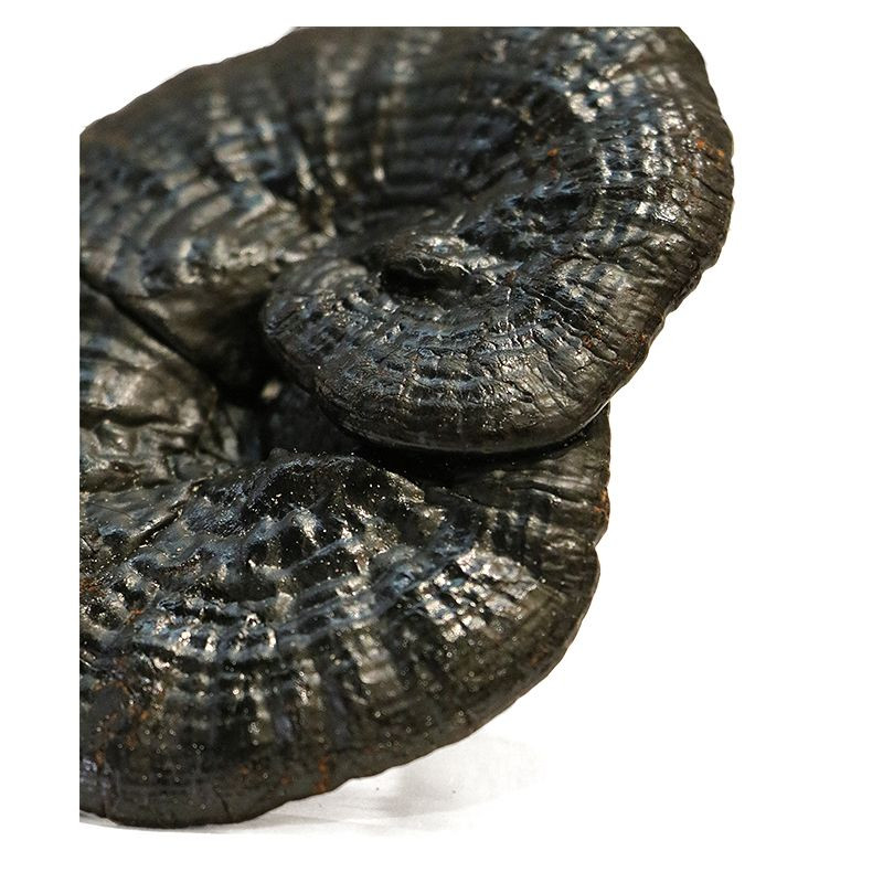 Buy Hong Kong Qitai Wild Ganoderma Lucidum (100g) from Kai Tai Medicine ...