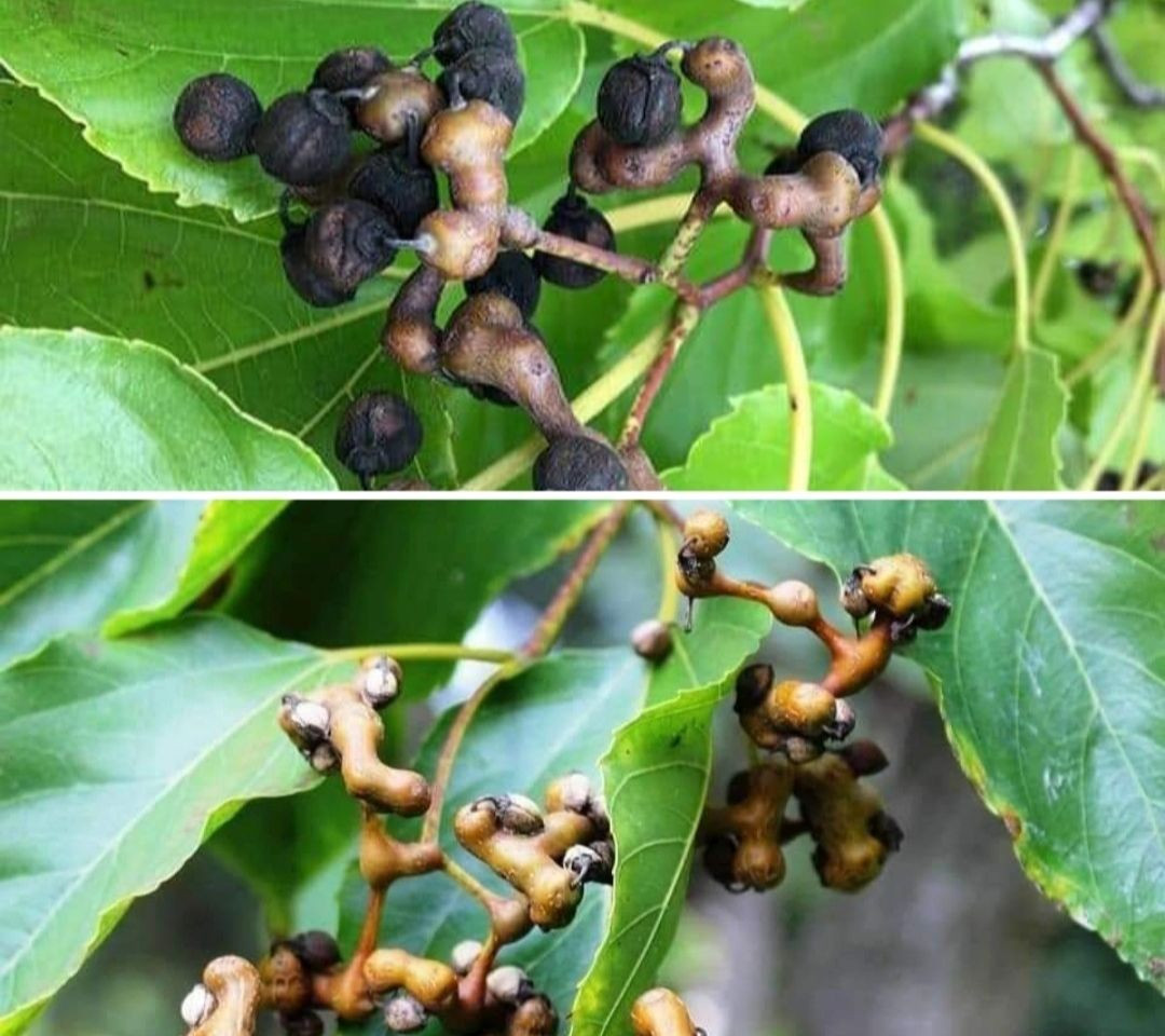 Buy Hovenia Dulcis from Naga farmers group, India | Tradewheel.com