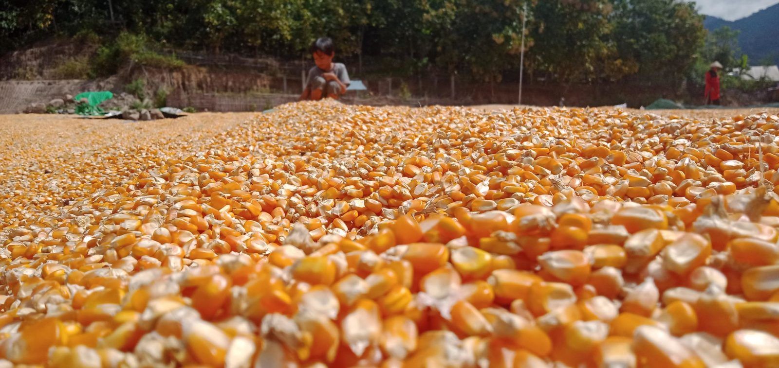 Buy Yellow Corn from CV. VIFA MUTIARA SELATAN, Indonesia | Tradewheel.com