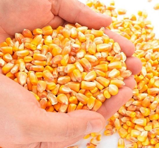 Buy Yellow Corn And White Corn/ Yellow Maize Grade Premium from sun ...