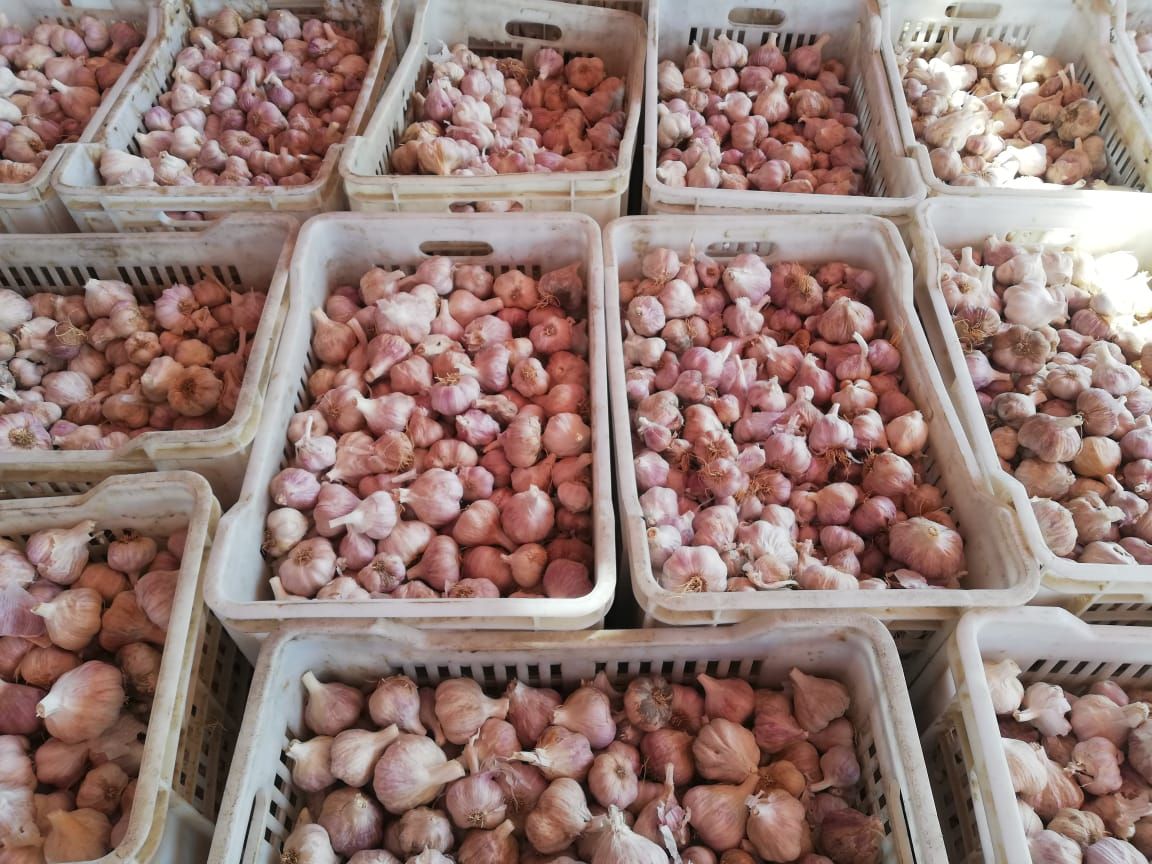 Buy Dried Garlic from Greenpoint Import & Export, Egypt | Tradewheel.com