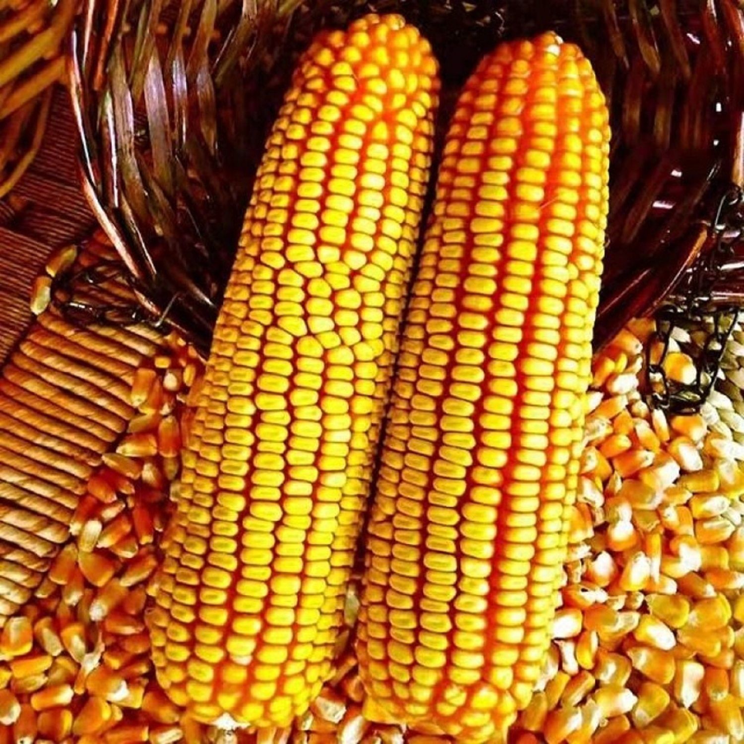 Buy Yellow Maize, Dried Yellow Corn, Popcorn, White Corn Maize For from ...