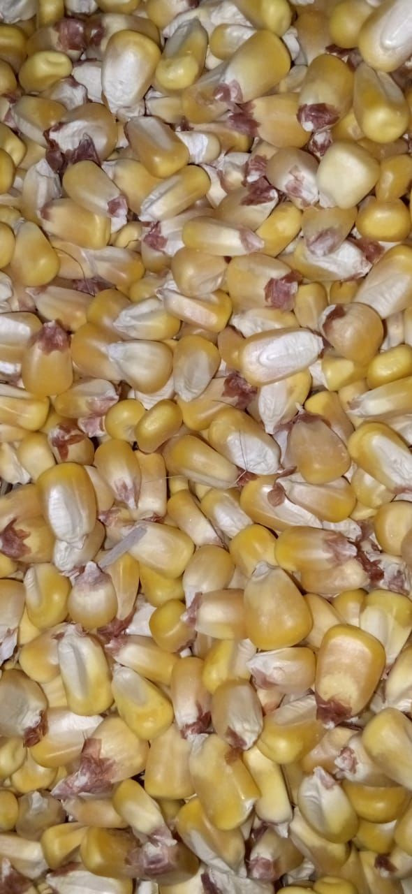 Buy Yellow Corn(maize) from TJ Goods Forwarding, Pakistan | Tradewheel.com