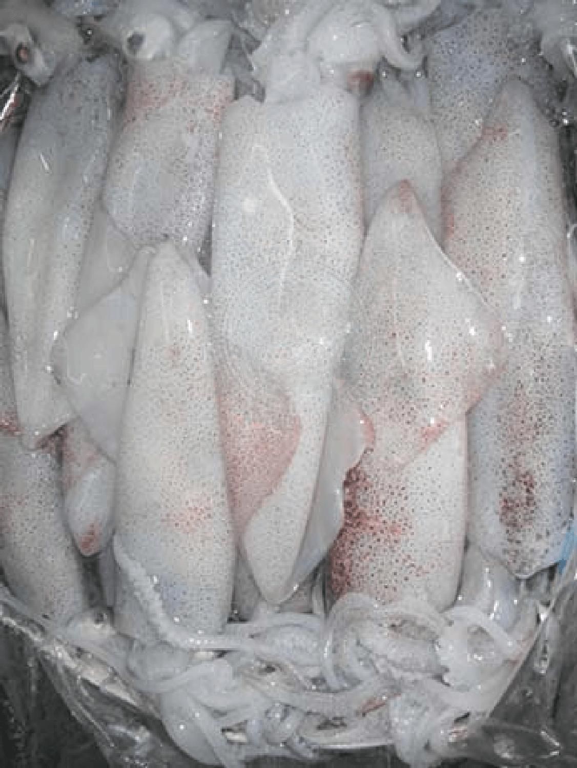 Buy Frozen Loligo Squid from Royal King International, Pakistan ...