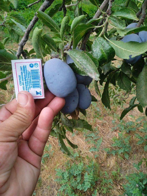 Buy Fresh Plums from world import export trade, Russia | Tradewheel.com
