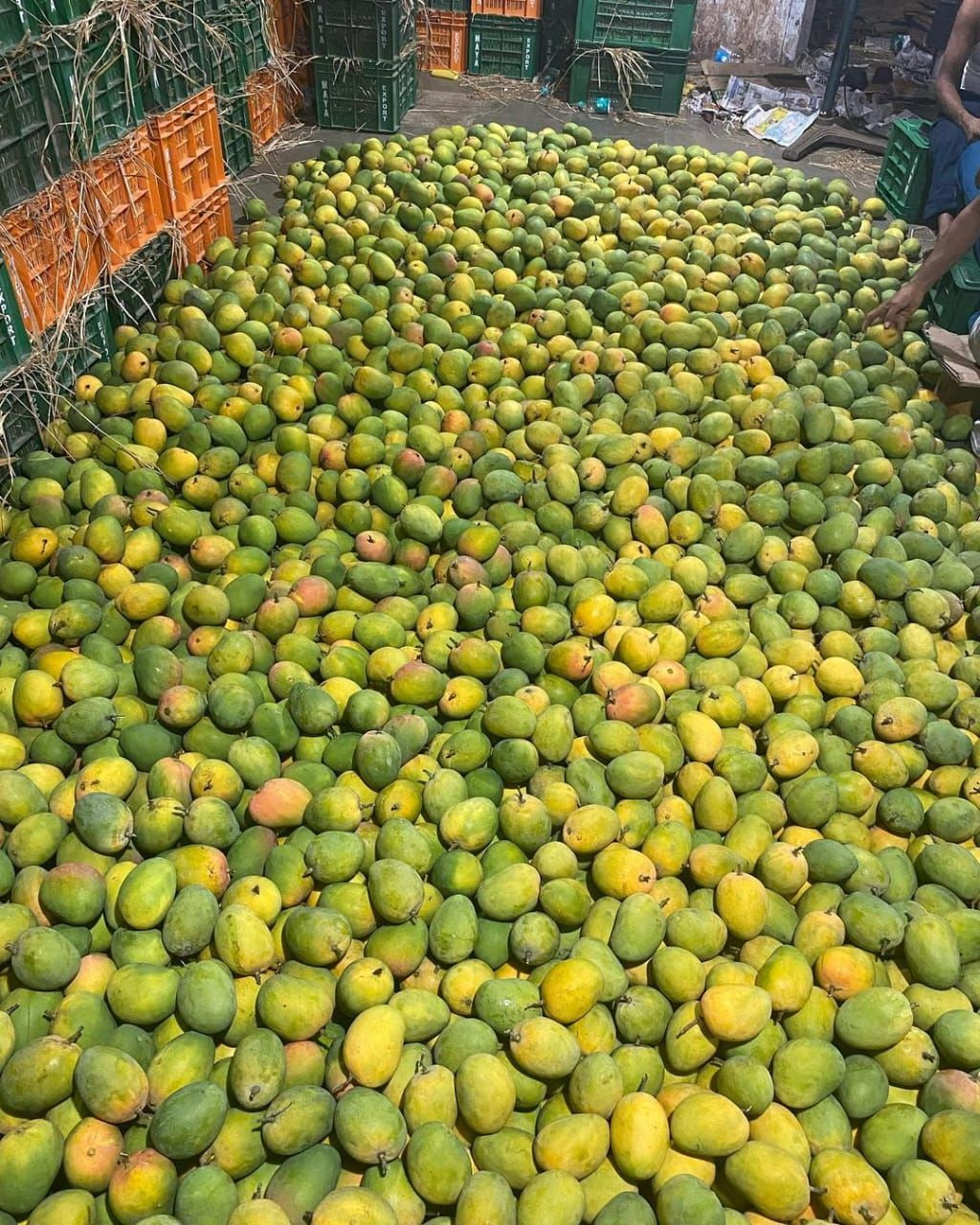 Buy Mangoes from MunJani BroThers Exports, India | Tradewheel.com