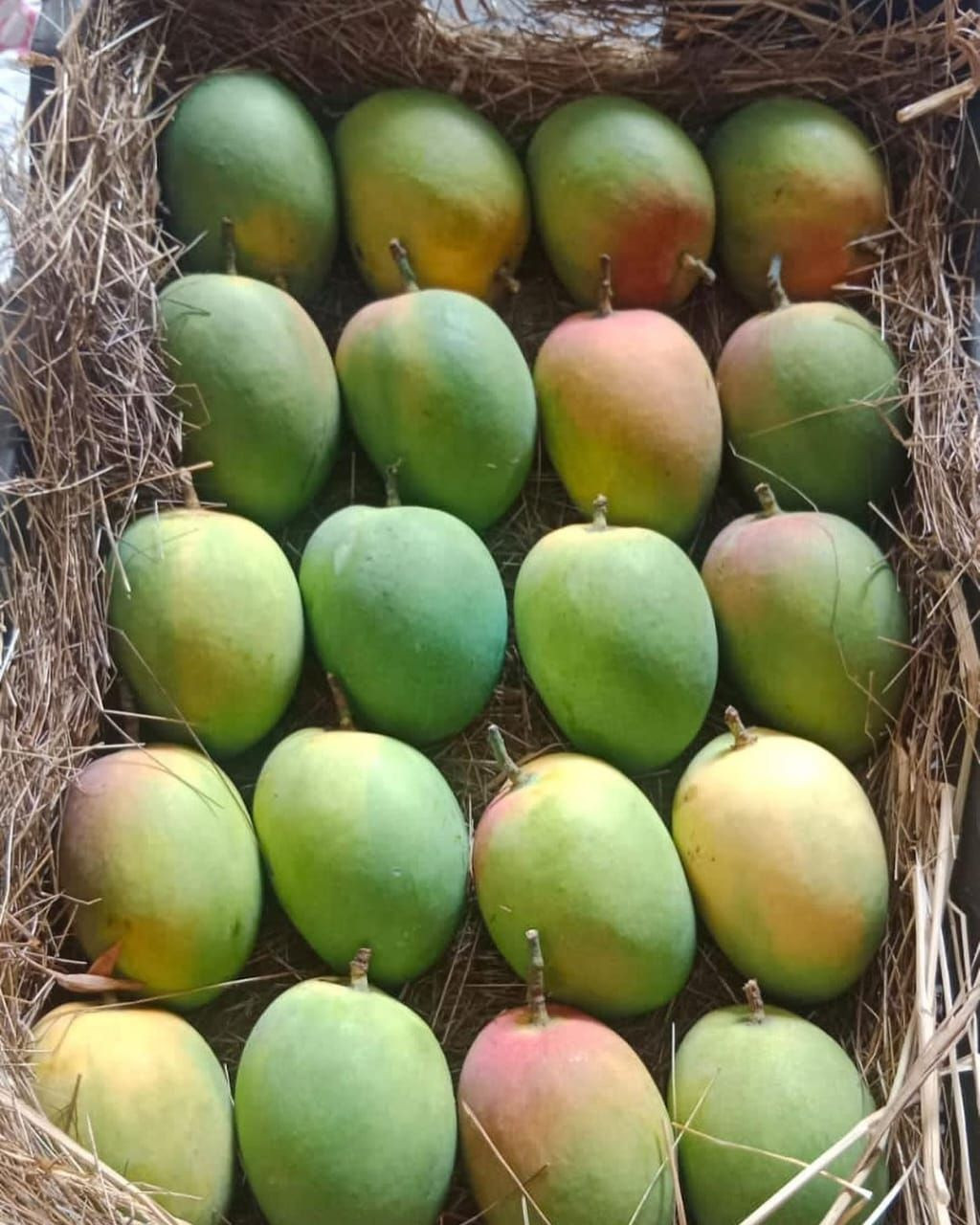 Buy Mangoes from MunJani BroThers Exports, India | Tradewheel.com