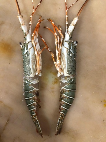 Buy Frozen Rock Lobster from ESEAFOOD EXPORTS, India | Tradewheel.com