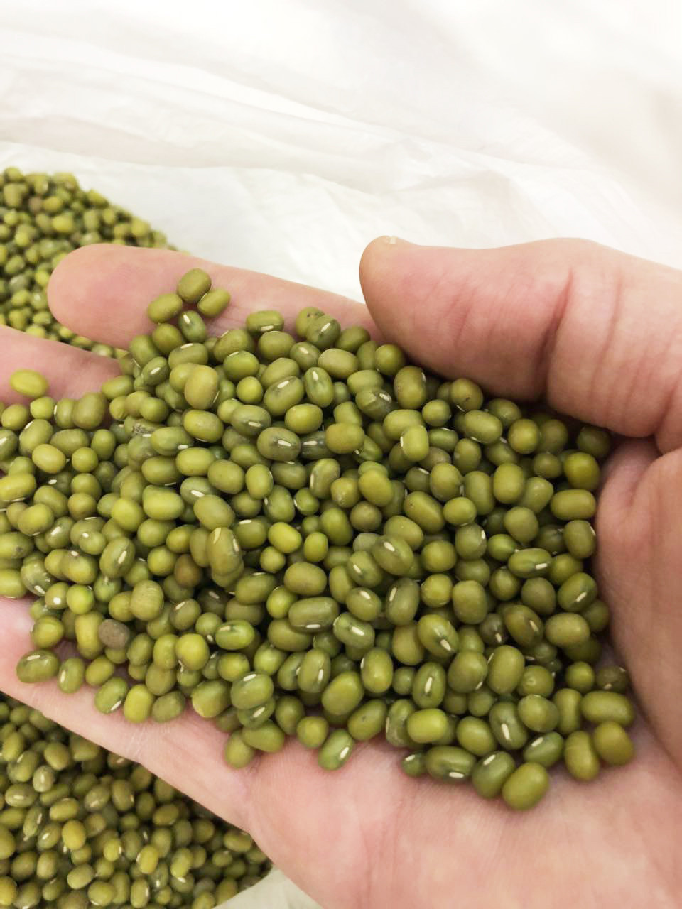 Buy Sortex Quality Dried Green Mung Beans Wholesale Price from SIRDARYA ...