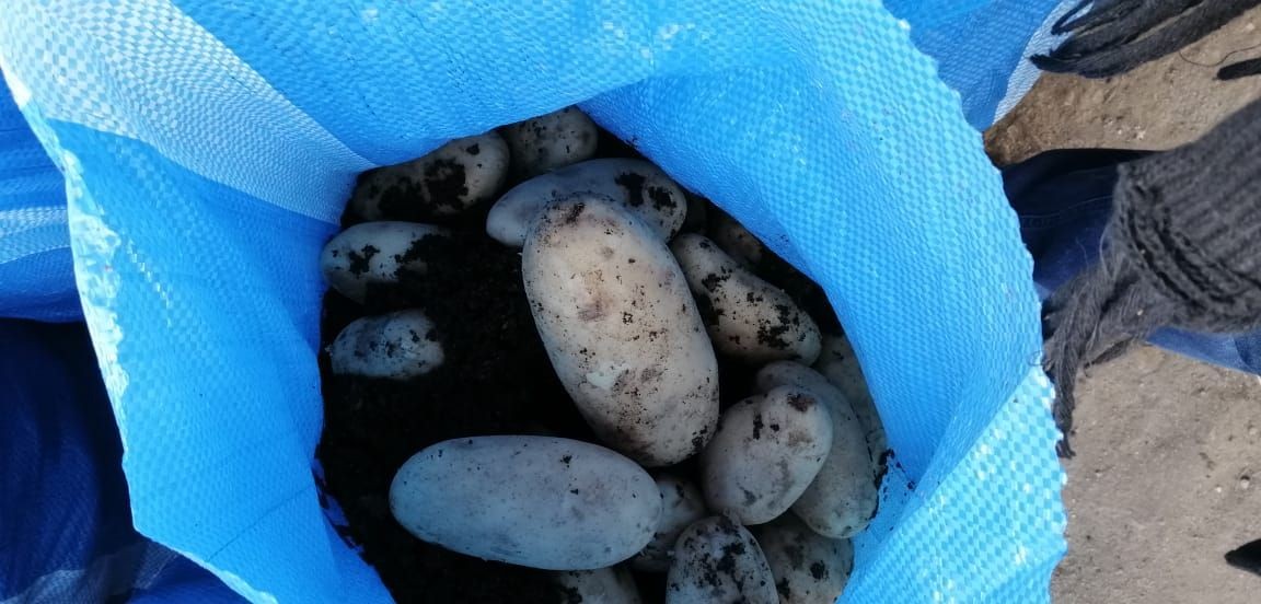 Buy Fresh Egyptian Potatoes from Kemet farms, Egypt | Tradewheel.com