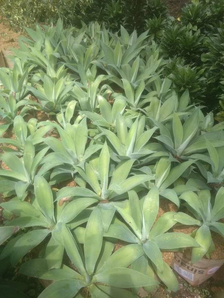 Buy Agave Attenuata from UTR Indonesia Jaya, Indonesia | Tradewheel.com